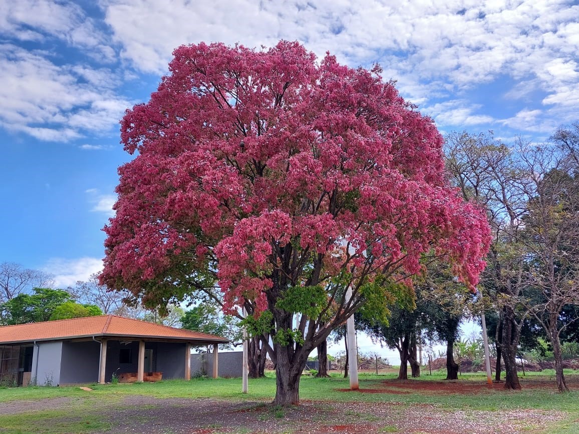 DMA - O encanto da árvore sapucaia - Prefeitura Universitária - Unicamp
