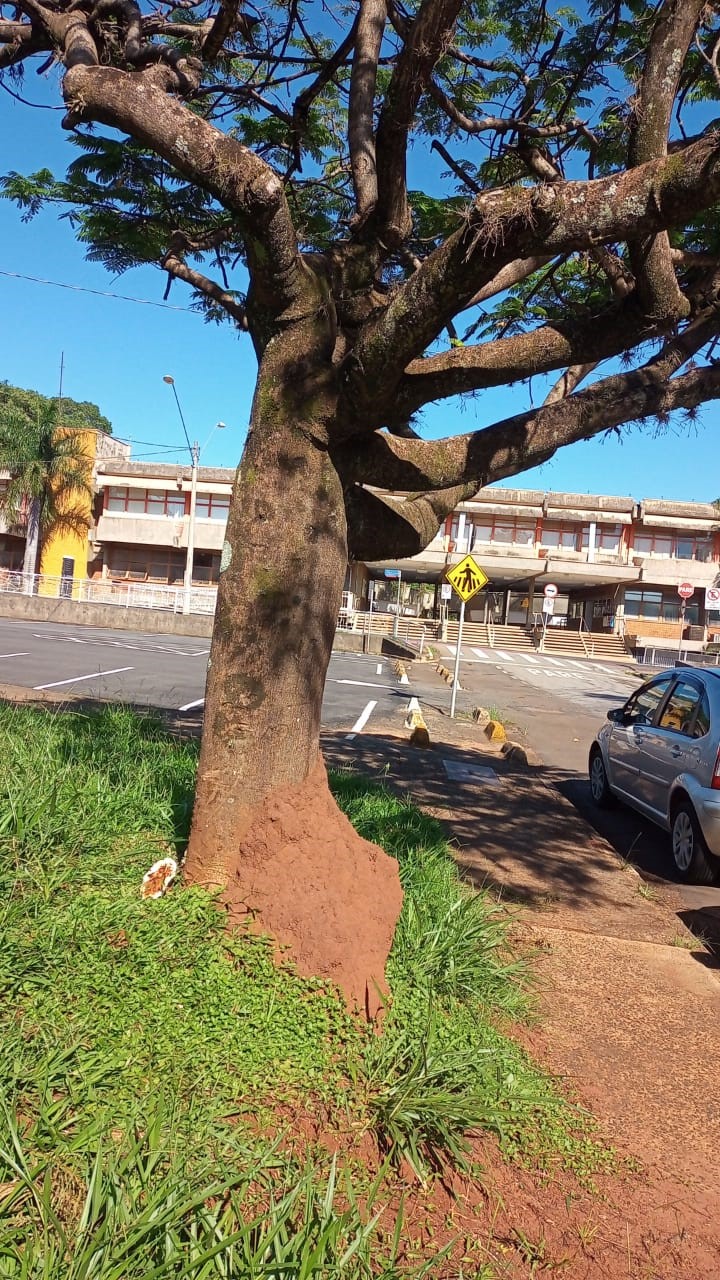 DMA - Remoção de árvores em risco de queda - IMECC e região do Ciclo ...