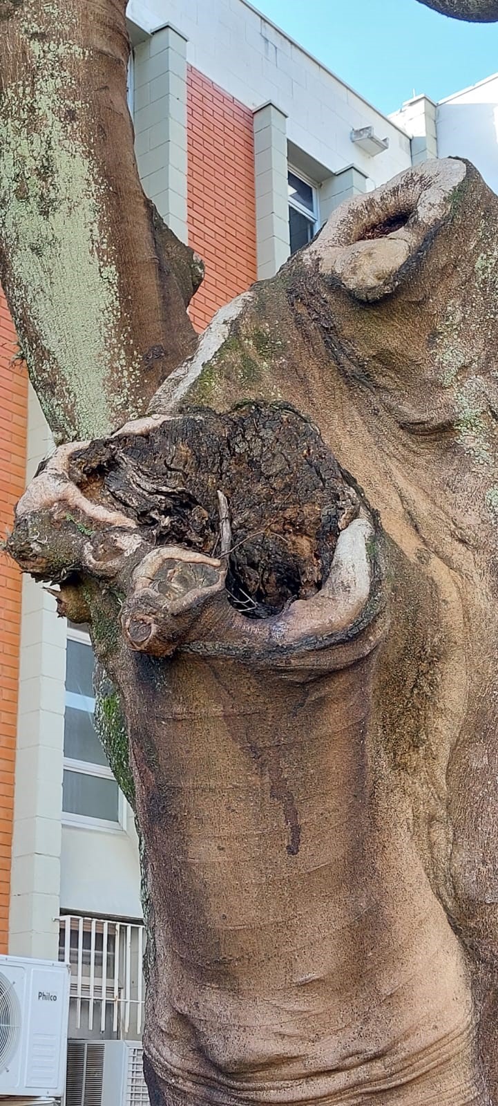 DMA - Remoção de árvores em risco de queda - IMECC e região do Ciclo ...