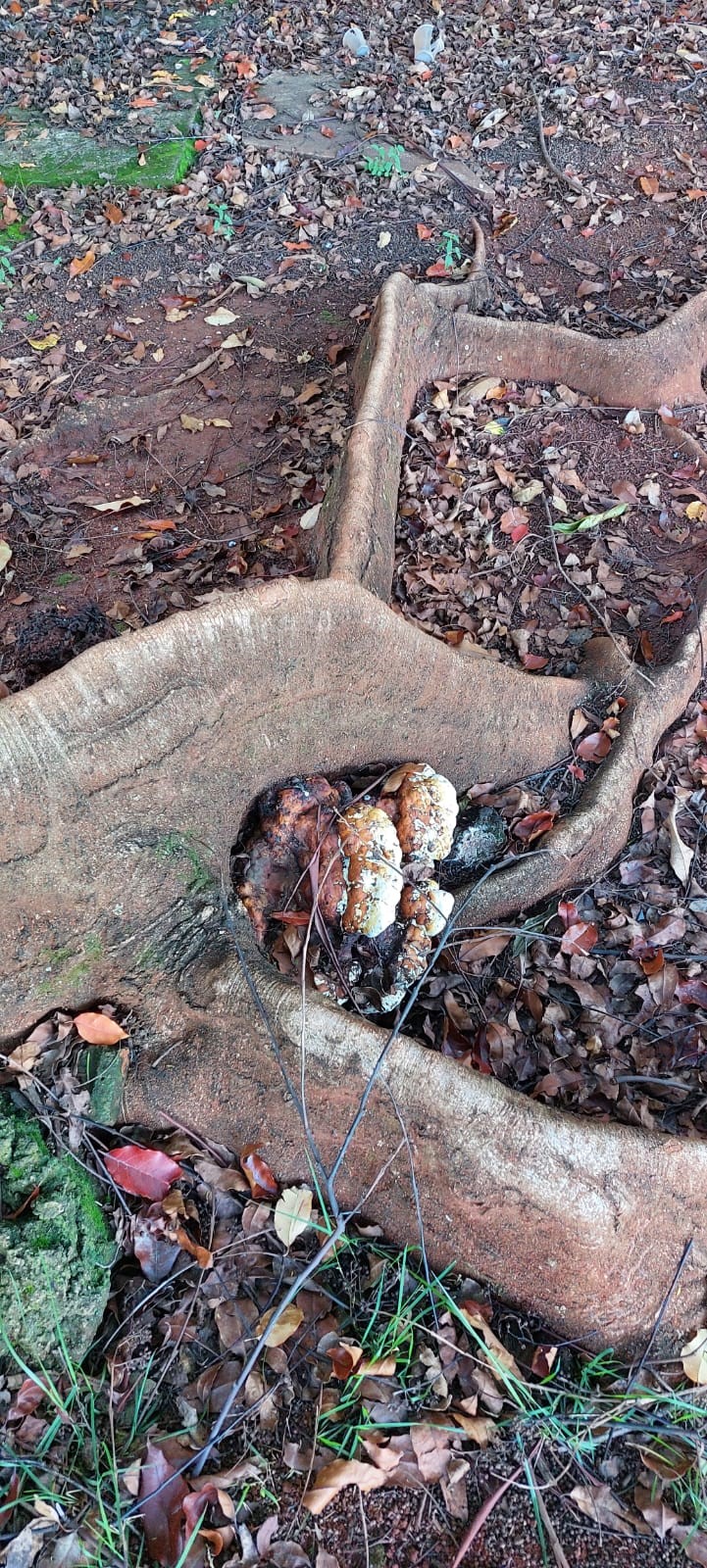 DMA - Remoção de árvores em risco de queda - IMECC e região do Ciclo ...